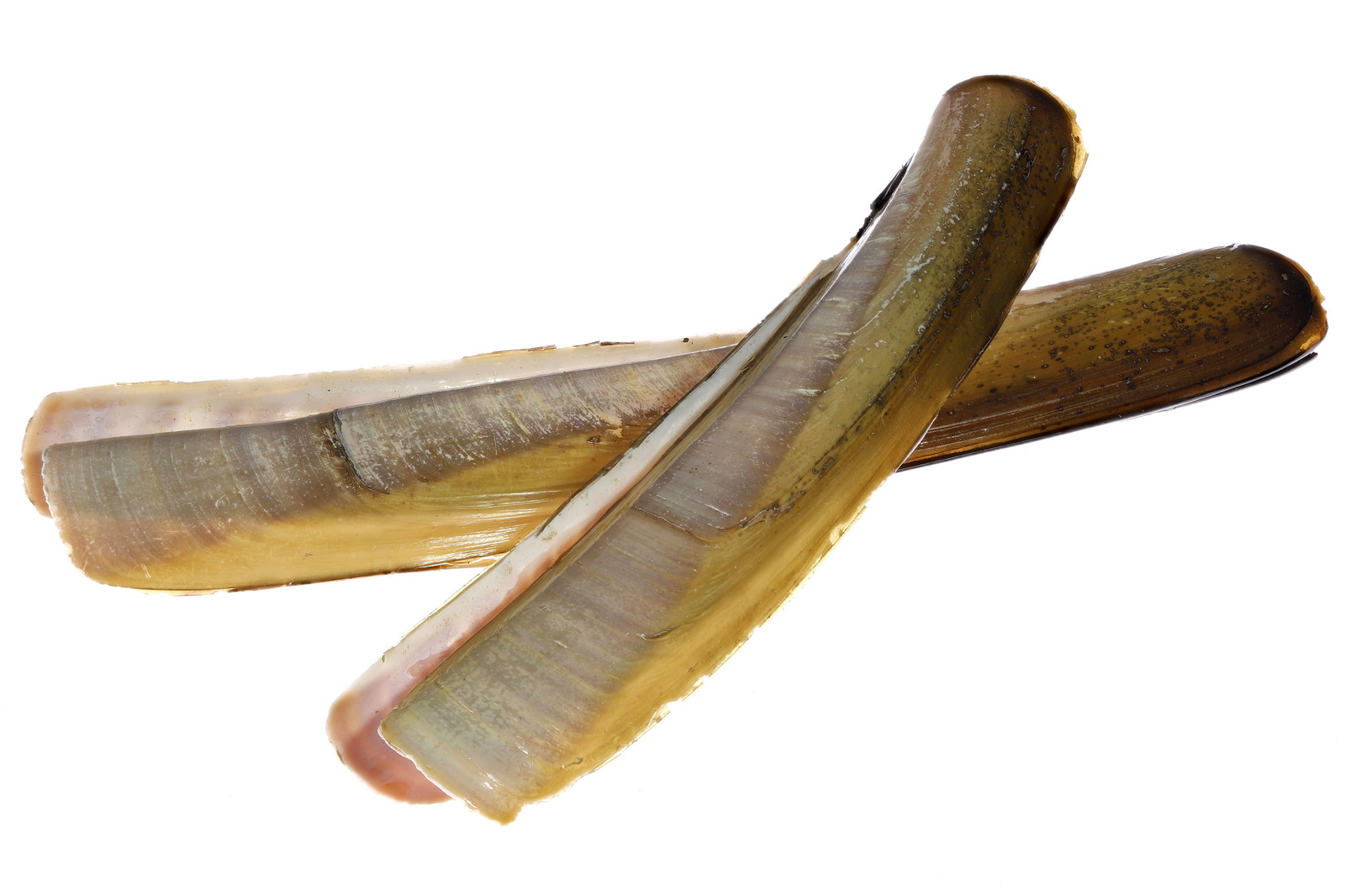 Je kent ze vanop het strand en ze zijn verbazend lekker: scheermessen