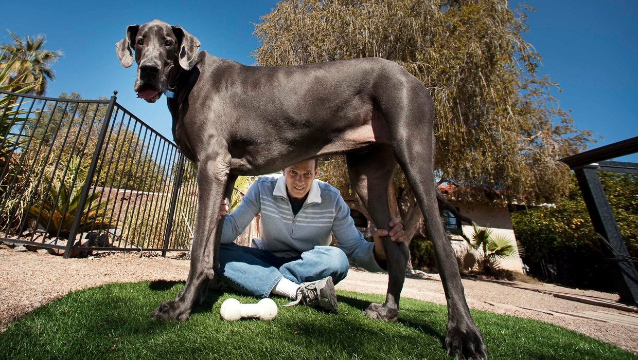Duitse dog (111 kg) officieel grootste hond ter wereld | De Morgen