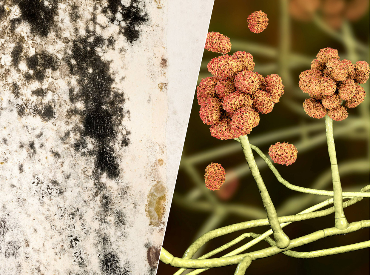 Deze schimmel komt voor in badkamer en keuken, maar kan heel gevaarlijk zijn