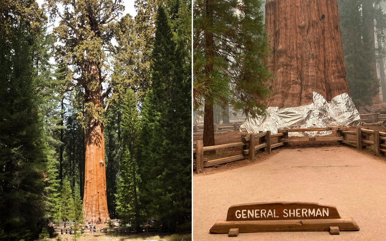 Grootste boom ter wereld in brandwerend deken gewikkeld uit vrees voor ...