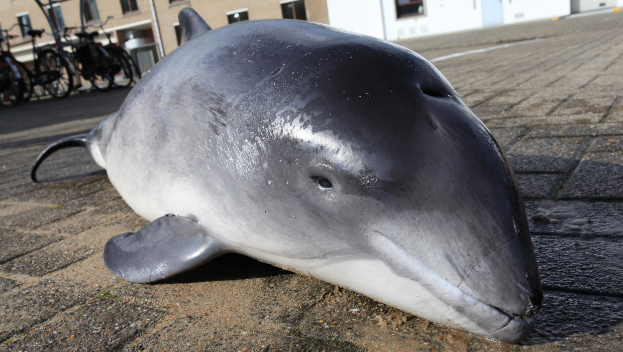 Nooit zo veel bruinvissen aangespoeld aan Belgische kust | De Morgen