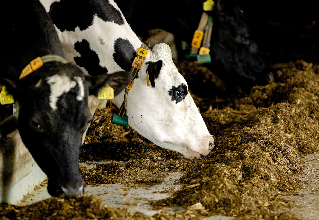 Mysterieuze dood van vee: Franse boeren trekken aan de alarmbel