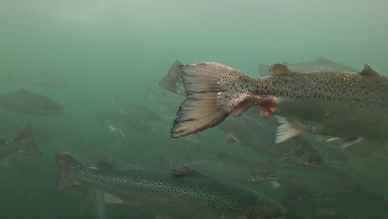 ‘Het zou beter zijn om de zalm helemaal links te laten liggen’