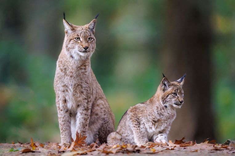 Lynx met uitsterven bedreigd in Frankrijk: populatie valt terug tot ...