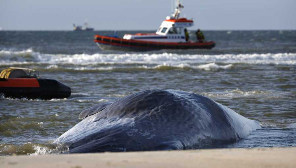 Op Terschelling gestrande potvis overleden | De Morgen