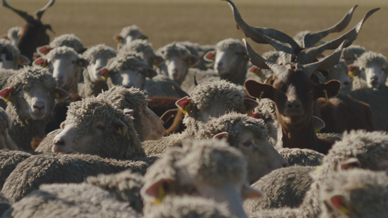 ‘De 42 kinderen van de goeroe’: het interessantste van deze reeks zit ...