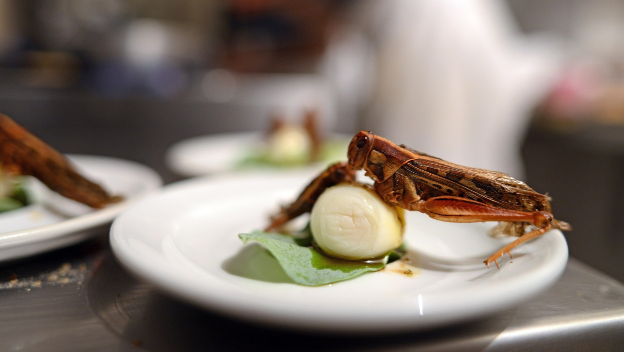 Insecten eten is veilig, als ze op de juiste manier bereid zijn