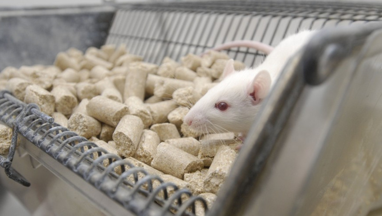 Belgische labo's gebruikten minder proefdieren in 2012 | De Morgen