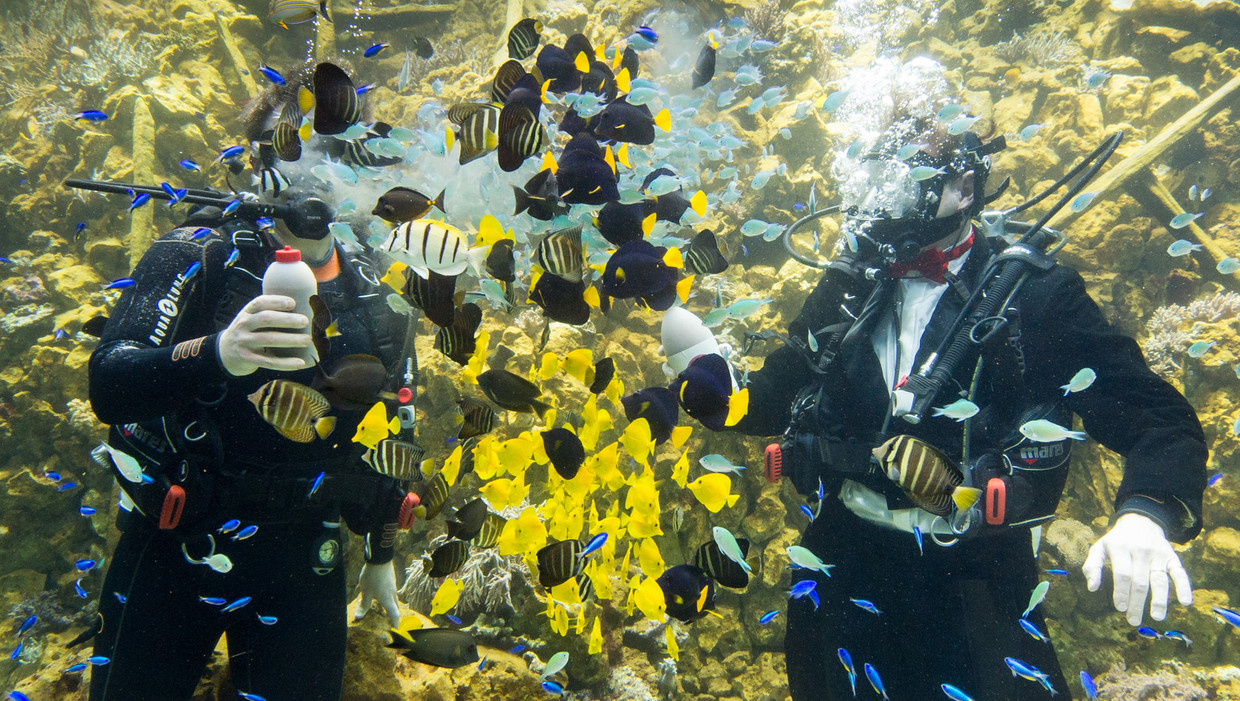 Antwerpse Zoo presenteert een van de grootste rifaquaria van Europa