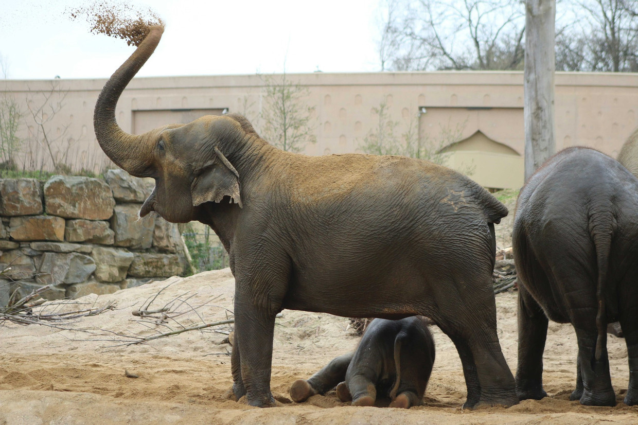 44-jarige olifant Yu Yu Yin overleden in ZOO Planckendael: ‘Viel plots neer’