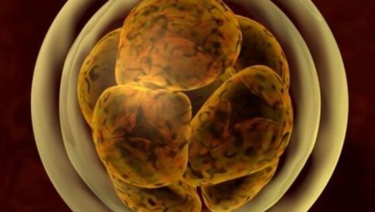 Onderzoek op één cel beter voor implantatie embryo | De Morgen