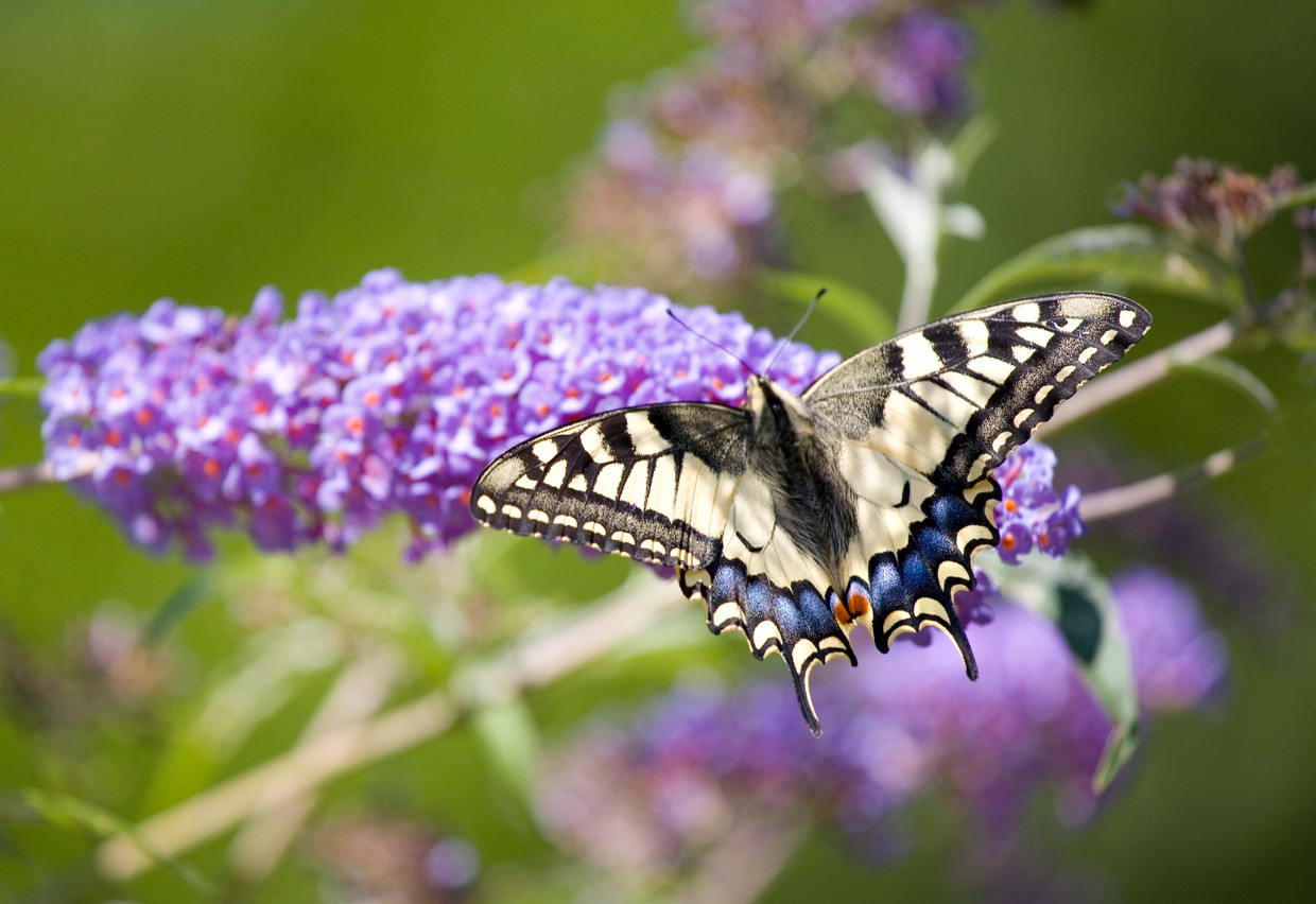 Waarom is 2021 zo’n apart jaar voor vlinders? ‘Vlinders hebben nectar ...