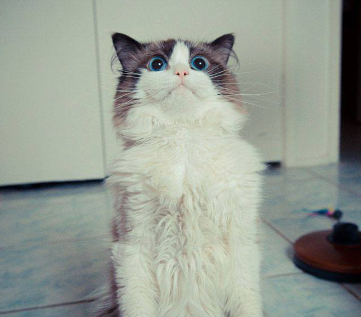 ‘We moeten gaan nadenken over de toekomst van de gewone huiskat’