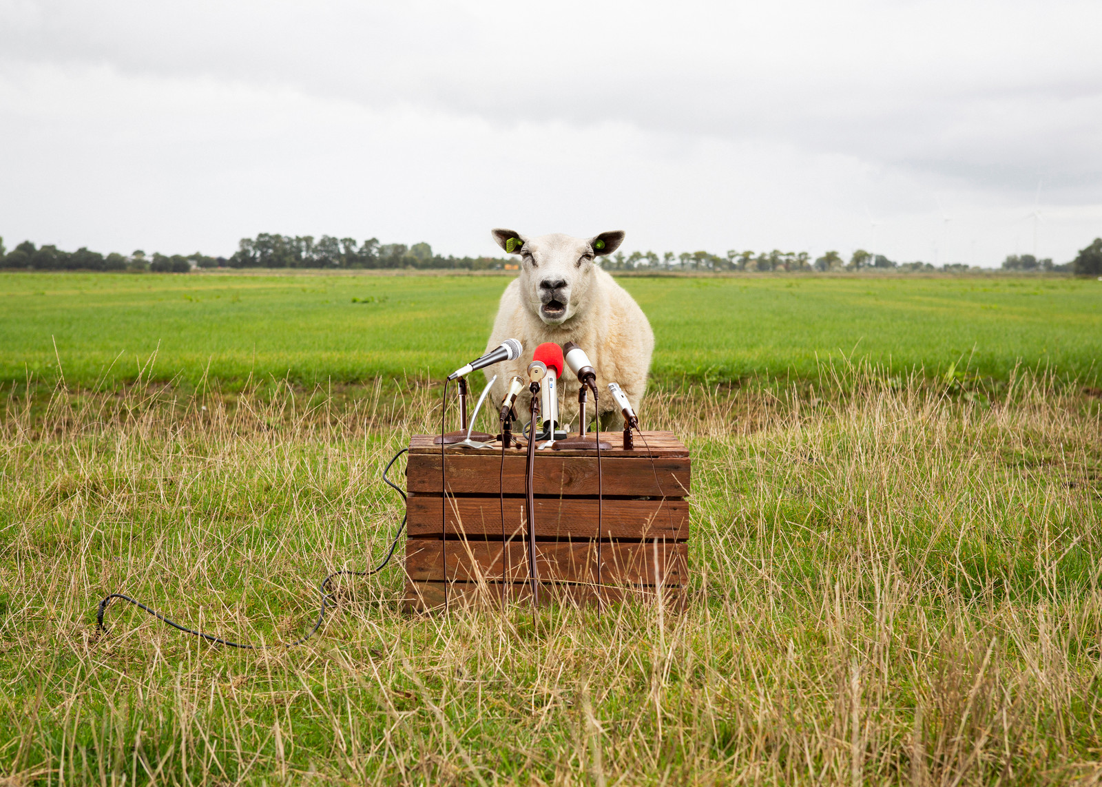 Wat zeggen dieren eigenlijk? ‘Google Translate voor dieren’ moet een ...