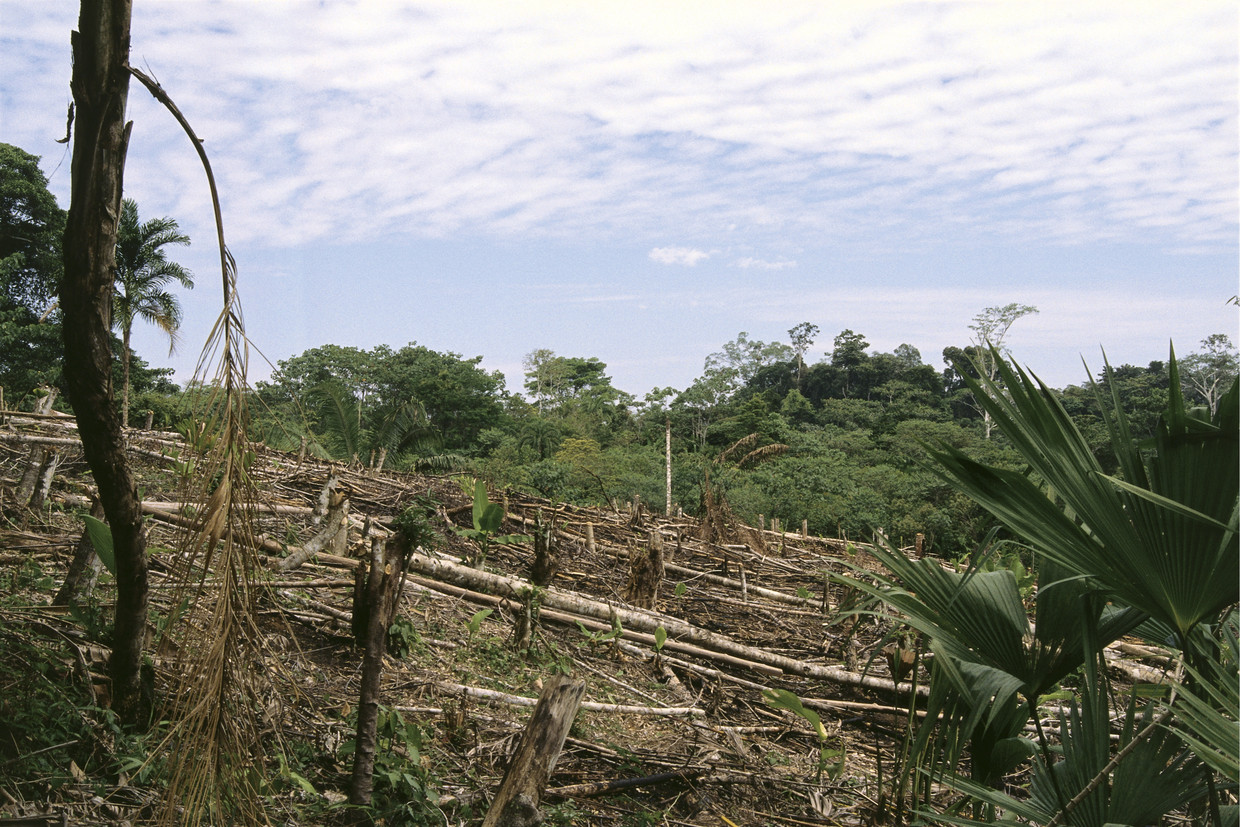 Geograaf Patrick Meyfroidt: ‘Veel tropisch bos verdwijnt voor niets’