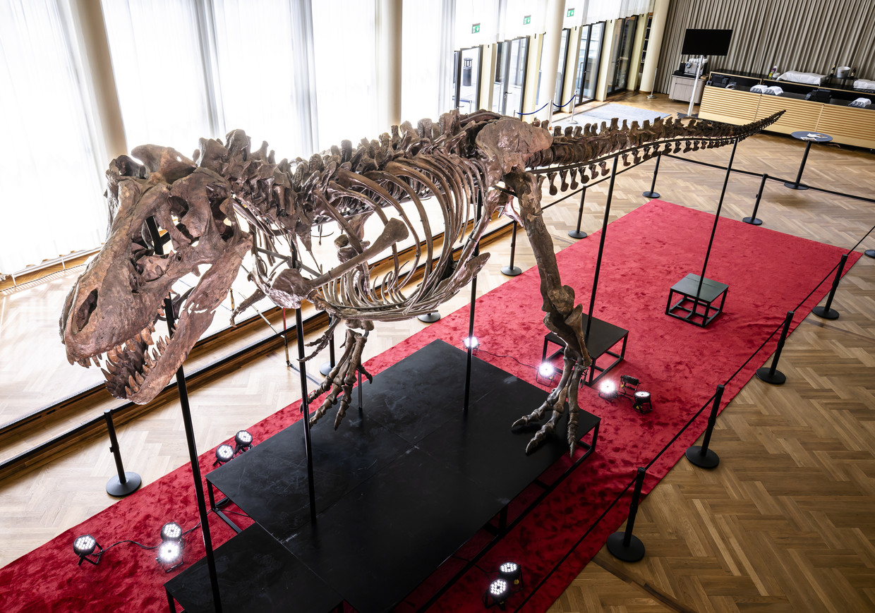 Te koop tegen elk aannemelijk bod: een heuse T. rex | De Morgen