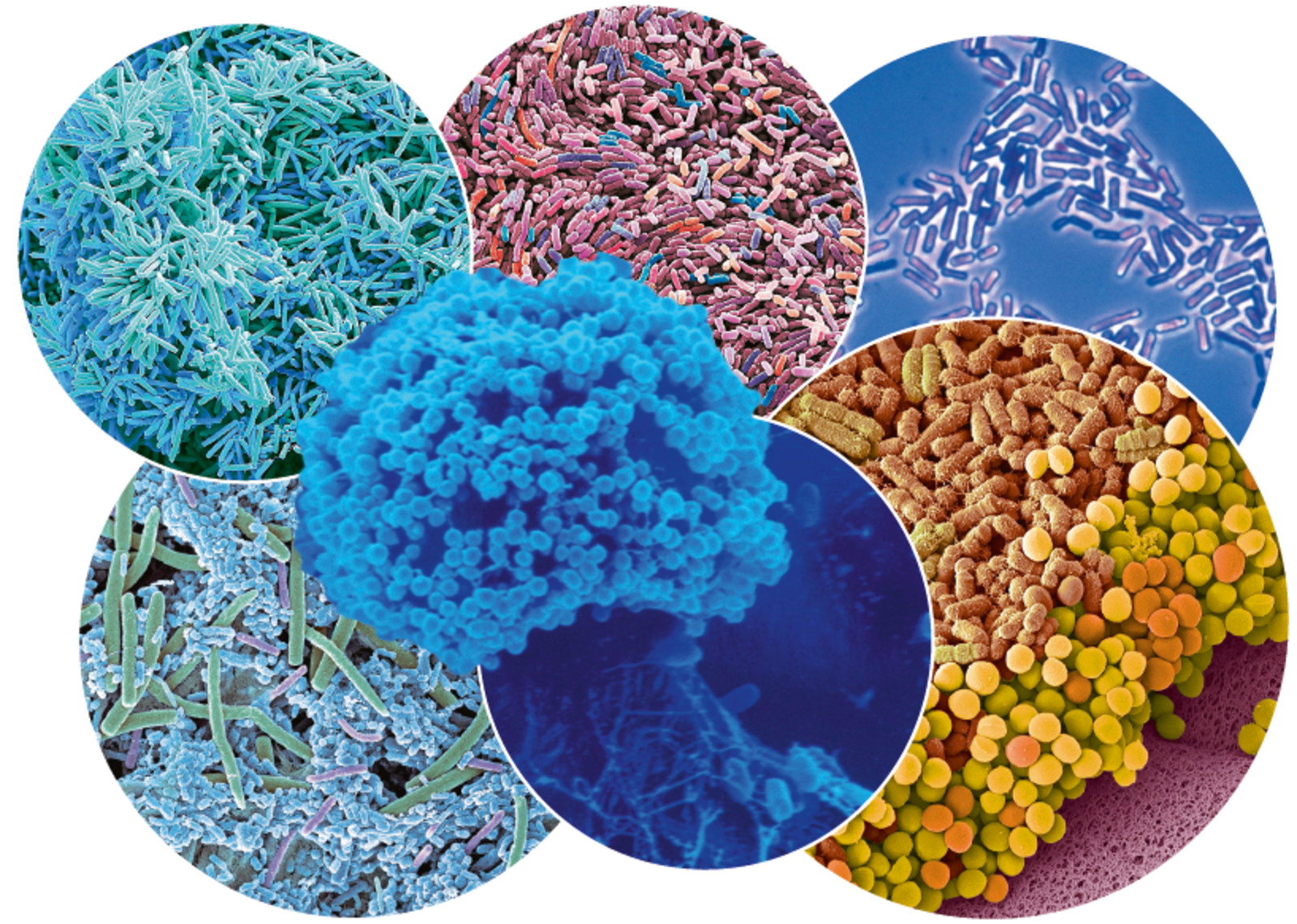 Red niet enkel de olifant, maar ook de schimmel: ‘Microben zijn het ...