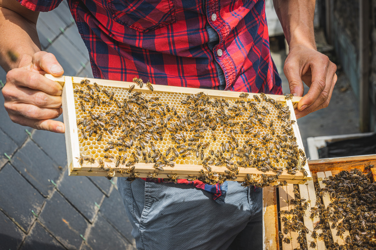Vlaams Bijeninstituut vraagt dringende maatregelen na ‘massale ...