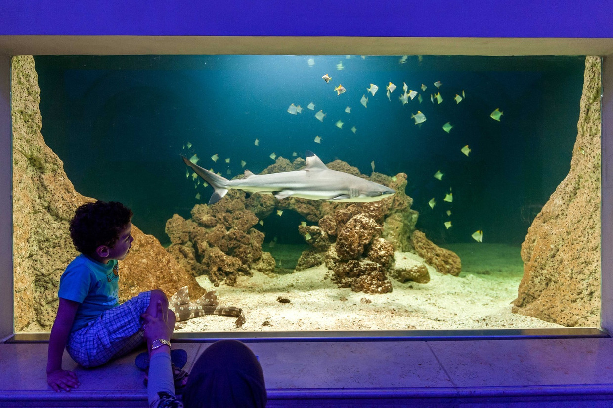 Zeepaardjes en octopus voor gerenoveerd aquariumgebouw van Antwerpse Zoo