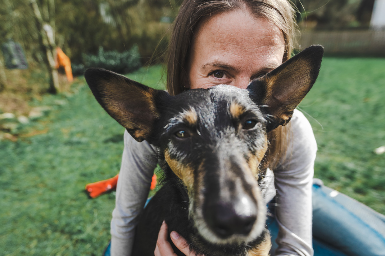 Hoe Boef van ‘harige driftkop’ stilaan richting ‘gelukkige gezinshond ...