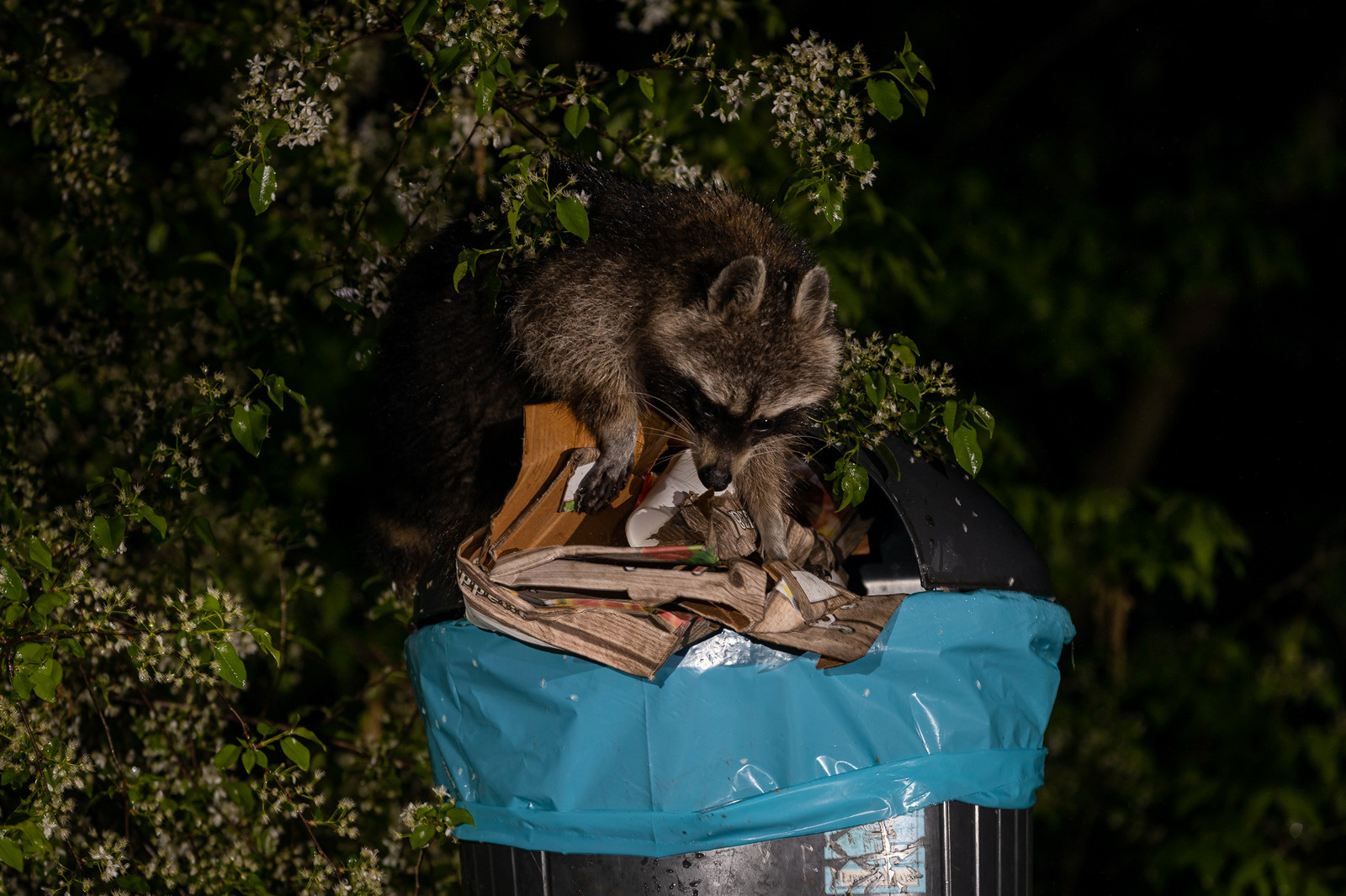 In Wallonië een verloren zaak, maar Vlaanderen wil komaf maken met de ...