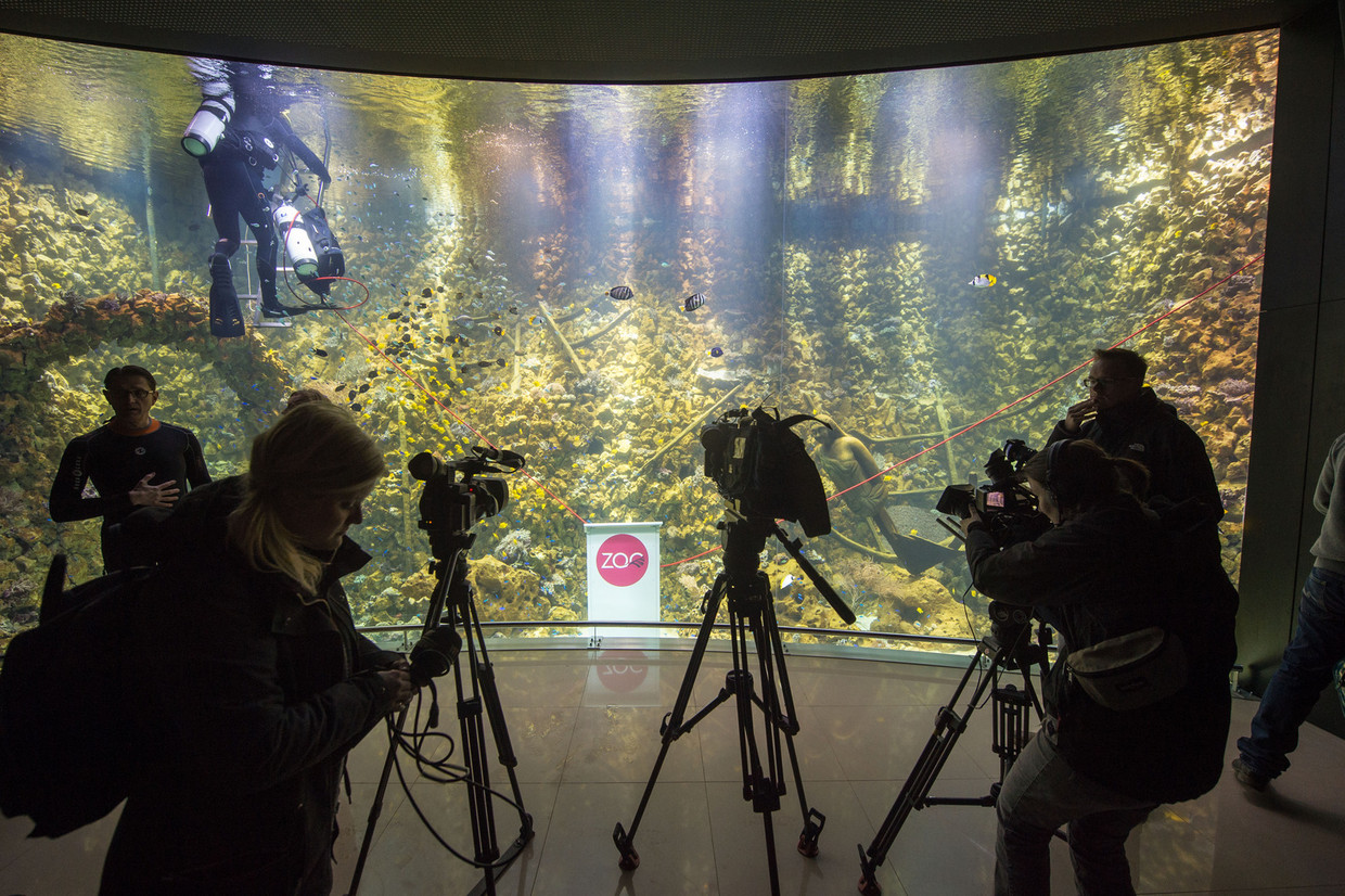 Antwerpse Zoo presenteert een van de grootste rifaquaria van Europa