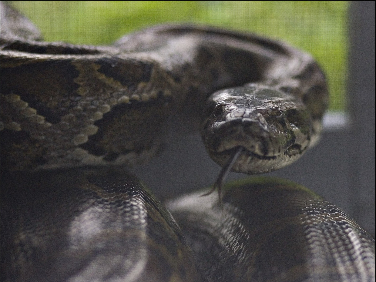 Tijgerpythons roeien zoogdierenbestand uit in de Everglades