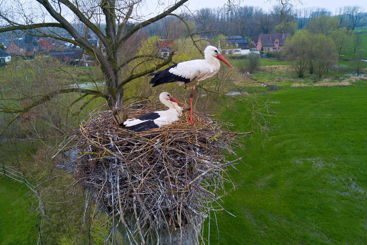 Trekroutes van ooievaars in kaart gebracht dankzij zenders van Zwin ...