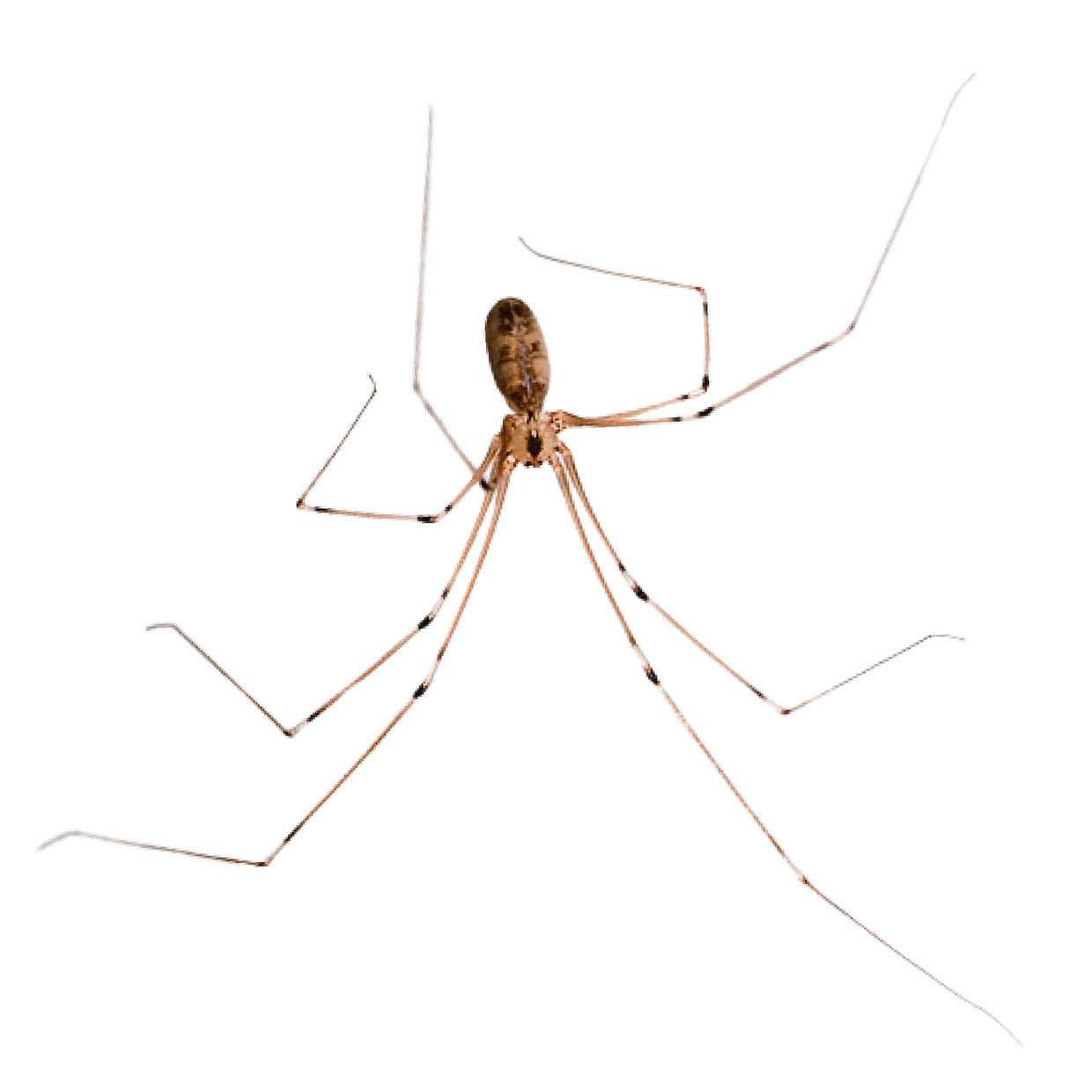 Het spinnenseizoen gaat van start, en dit is wat u daarover moet weten