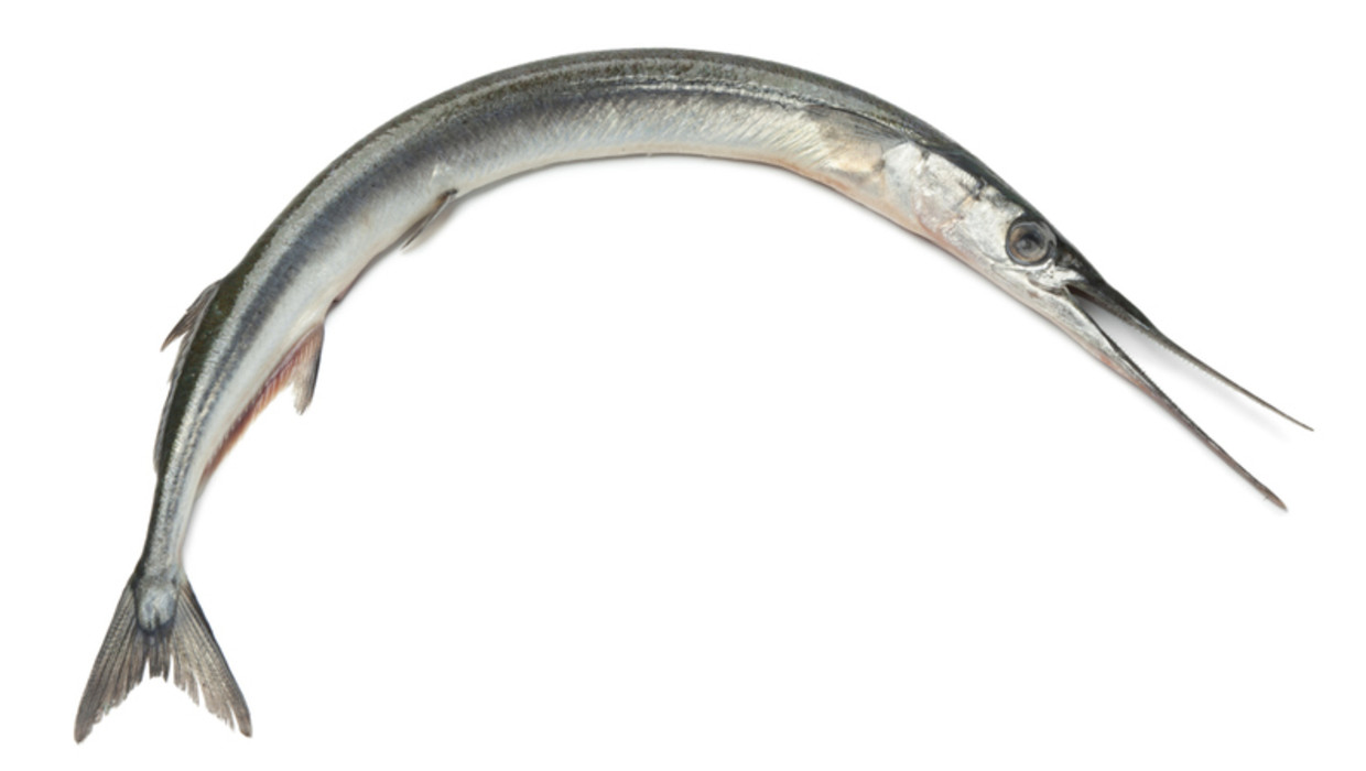 Springende vis doorboort trommelvlies van zwemster | De Morgen